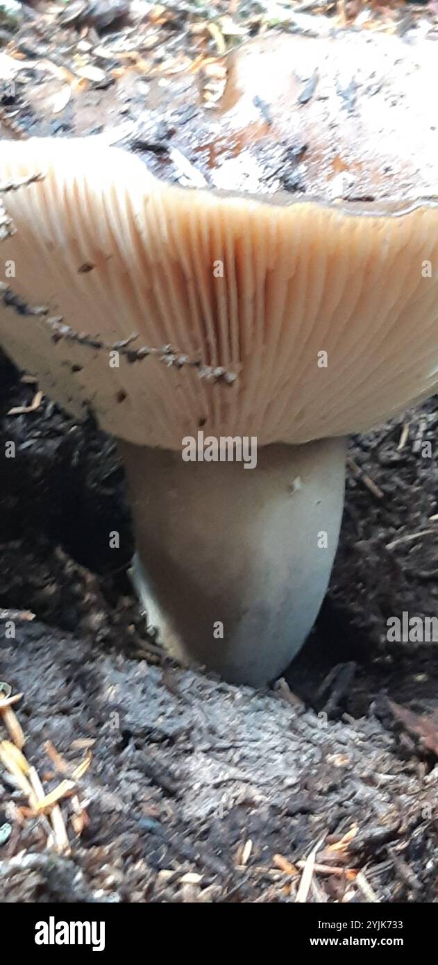Short-stemmed Russula (Russula brevipes Stock Photo - Alamy