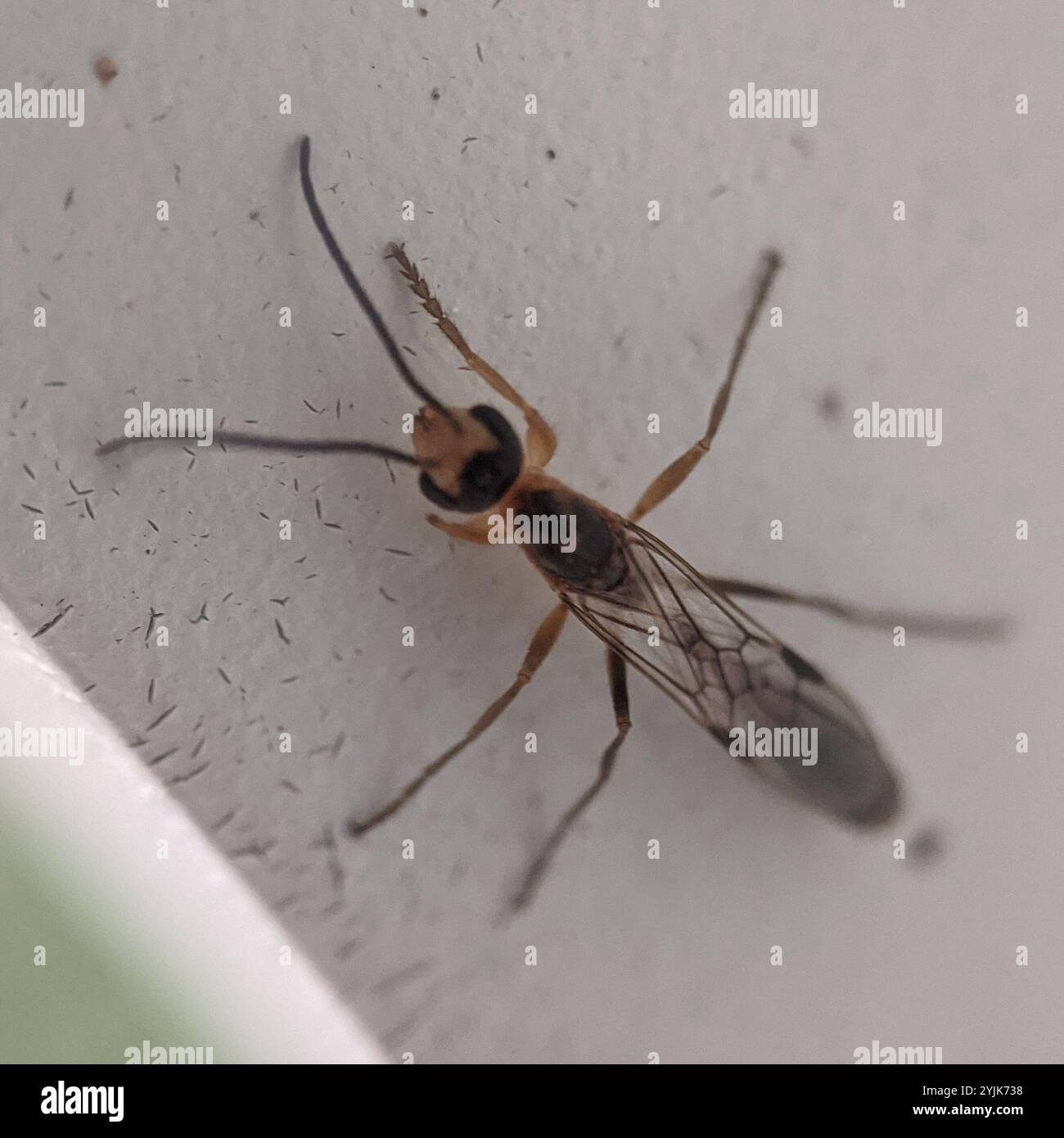 Graceful Twig Ant (Pseudomyrmex gracilis Stock Photo - Alamy