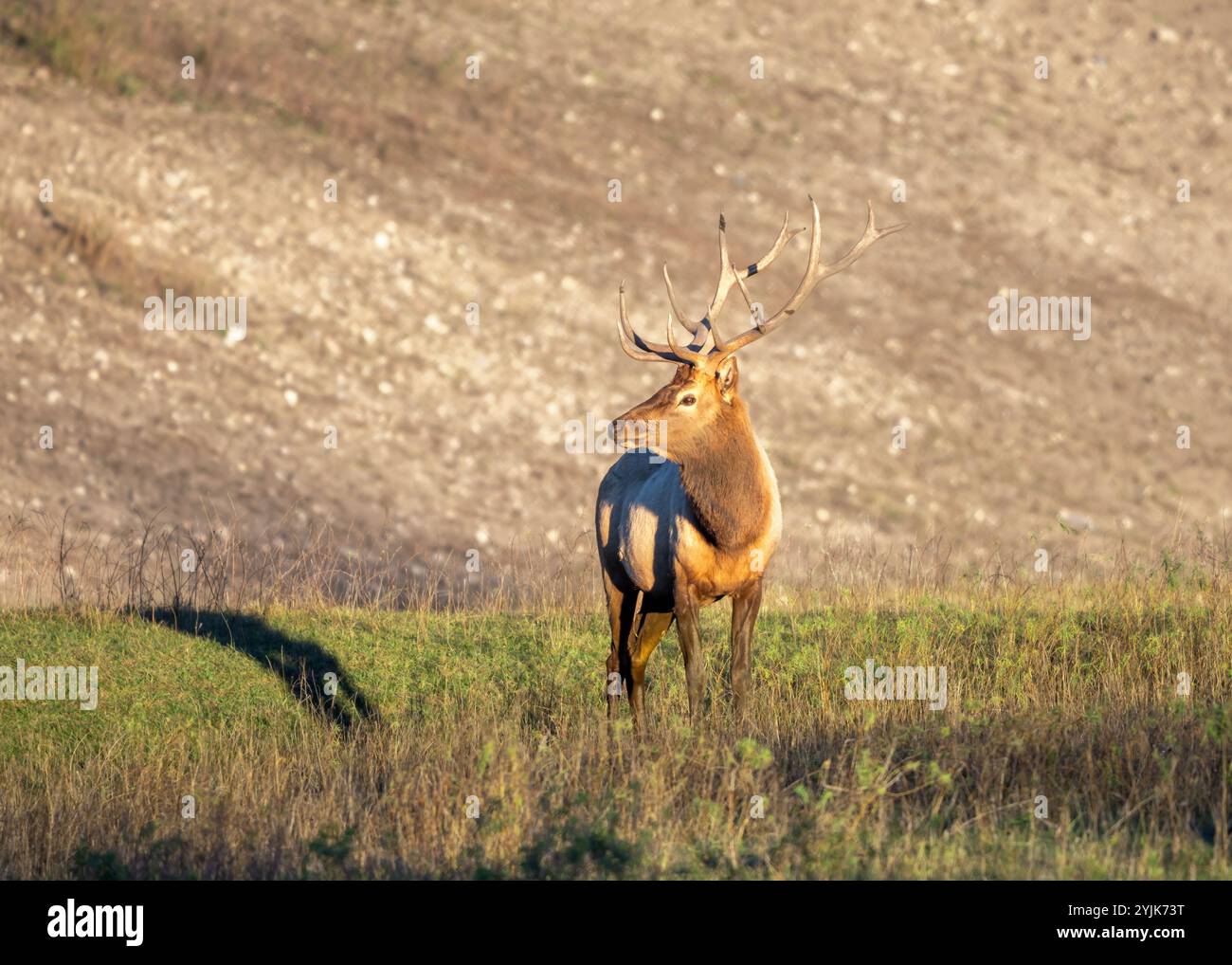 Male elk standing at Elk Park, Gaylord, Michigan Stock Photo - Alamy