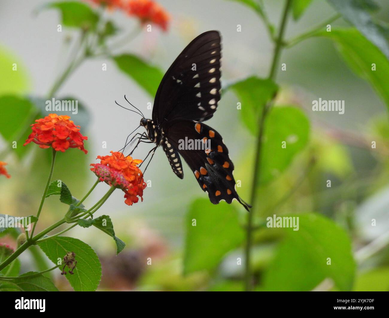 Spicebush Swallowtail (Papilio troilus Stock Photo - Alamy