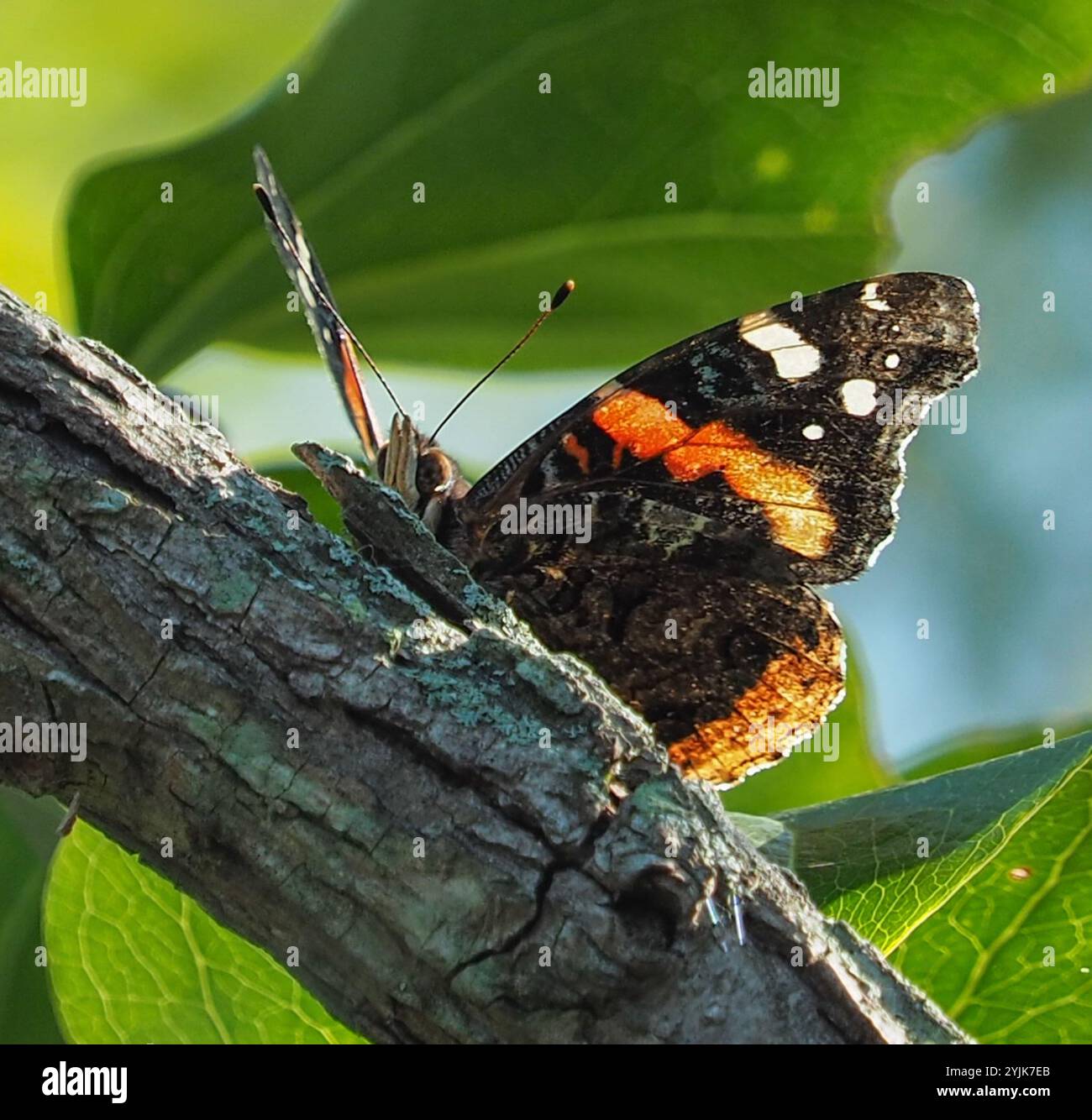 Red Admiral (Vanessa atalanta Stock Photo - Alamy