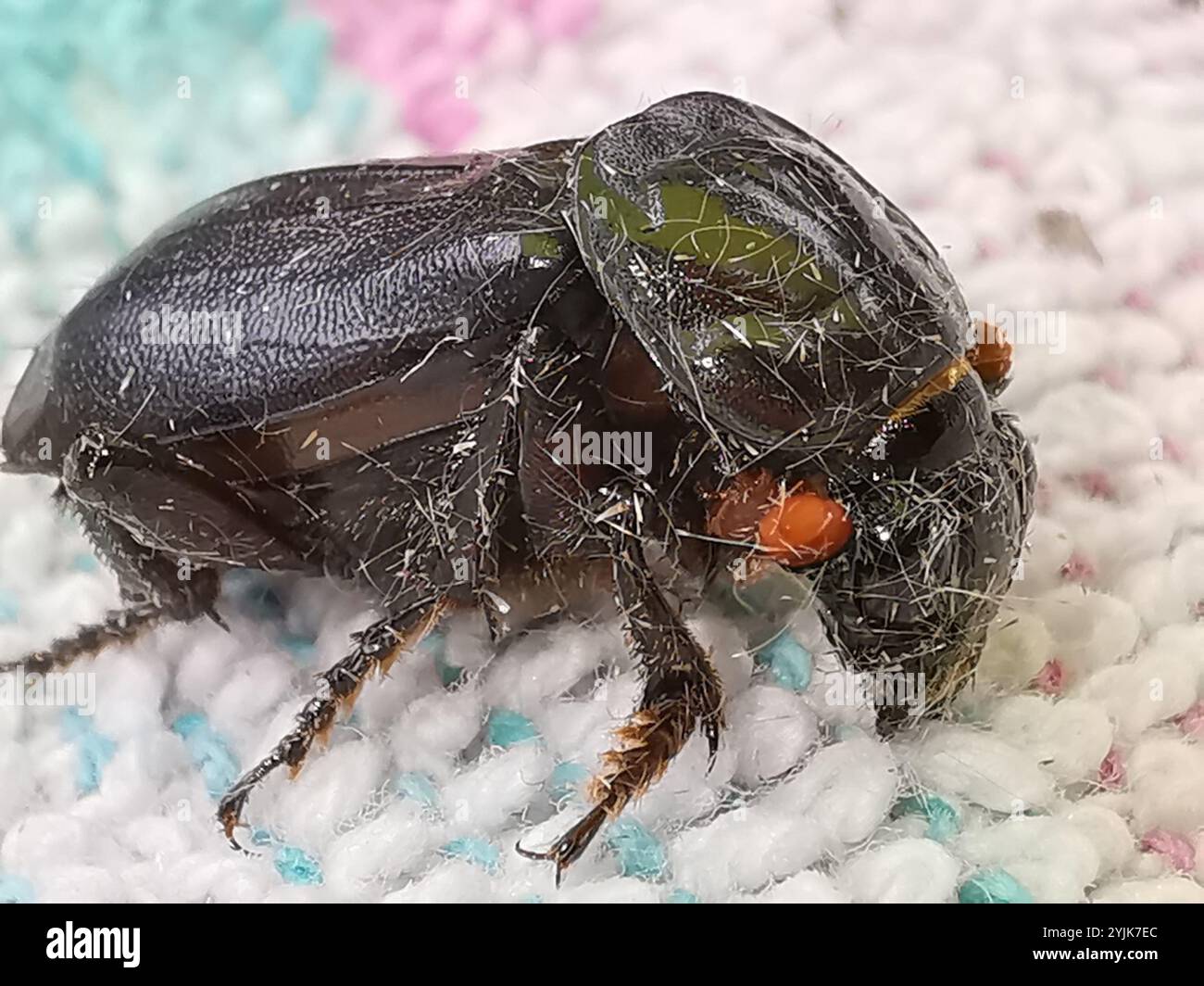 Nicrophorus humator hi-res stock photography and images - Alamy