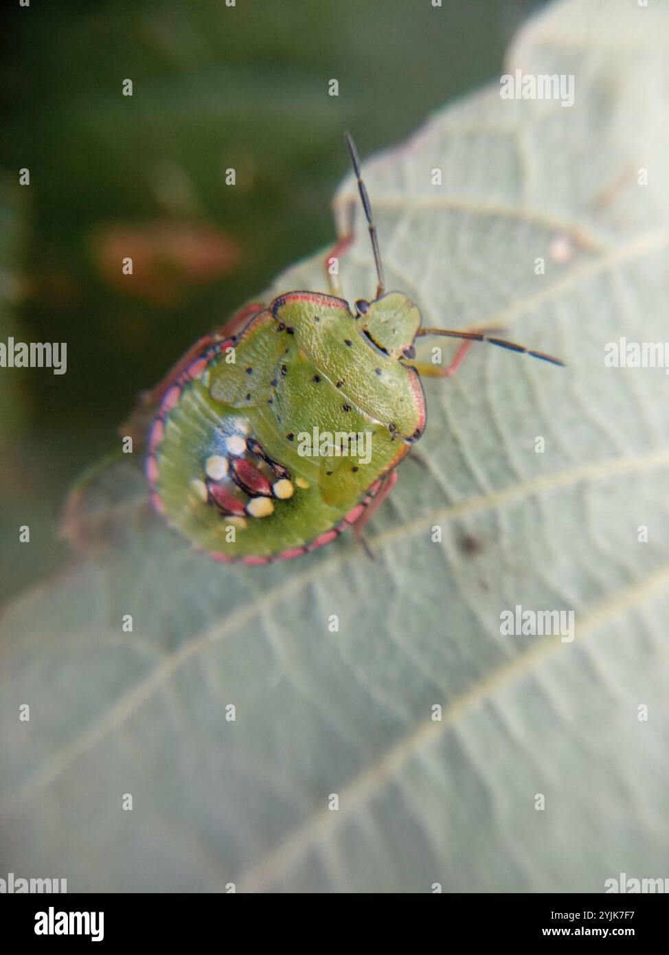 Southern Green Stink Bug (Nezara viridula Stock Photo - Alamy