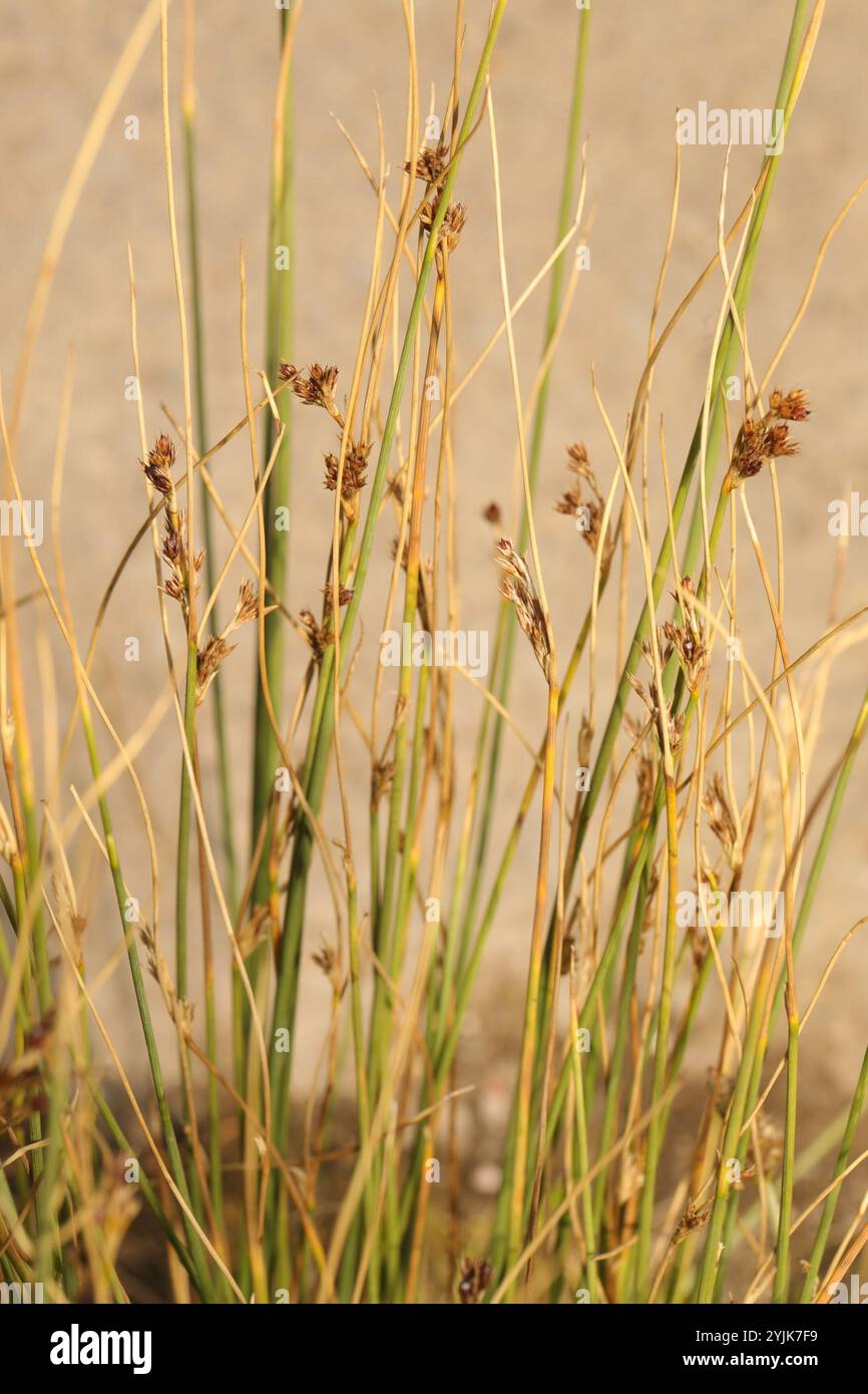 Hard Rush (Juncus inflexus Stock Photo - Alamy