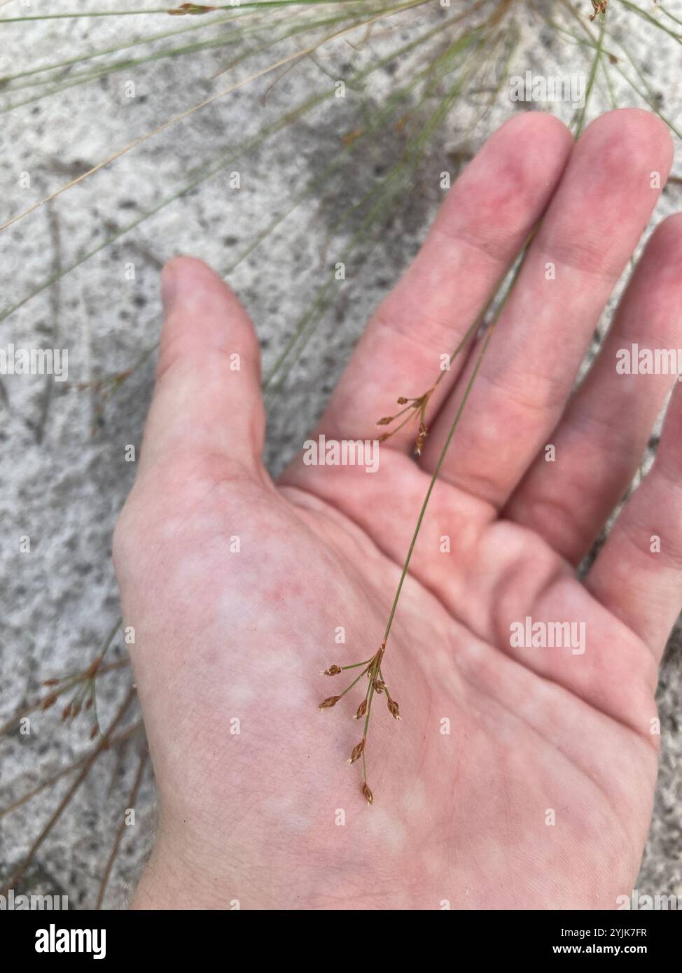 Capillary Hairsedge (Bulbostylis ciliatifolia Stock Photo - Alamy