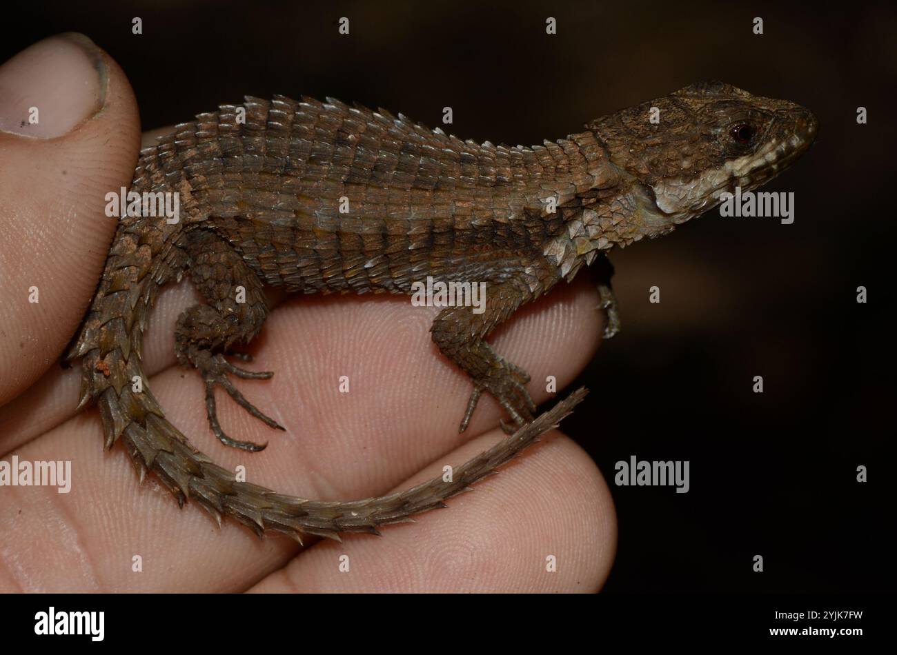 Tropical Girdled Lizard (Cordylus tropidosternum Stock Photo - Alamy