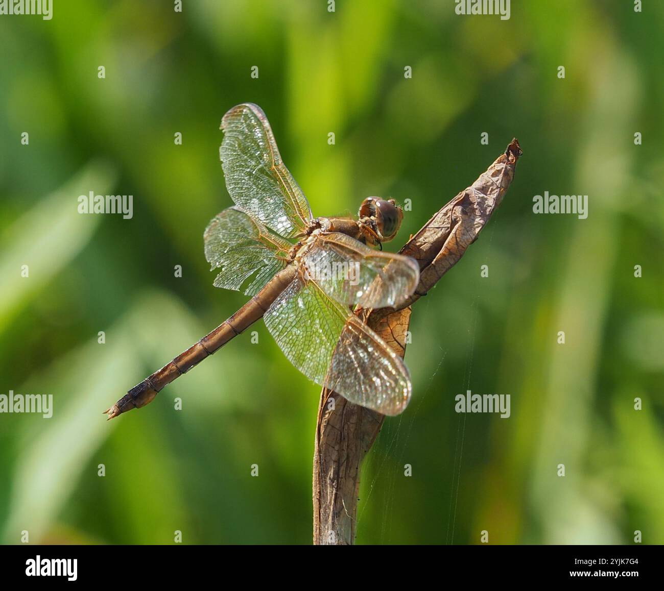 Needham's Skimmer (Libellula needhami Stock Photo - Alamy