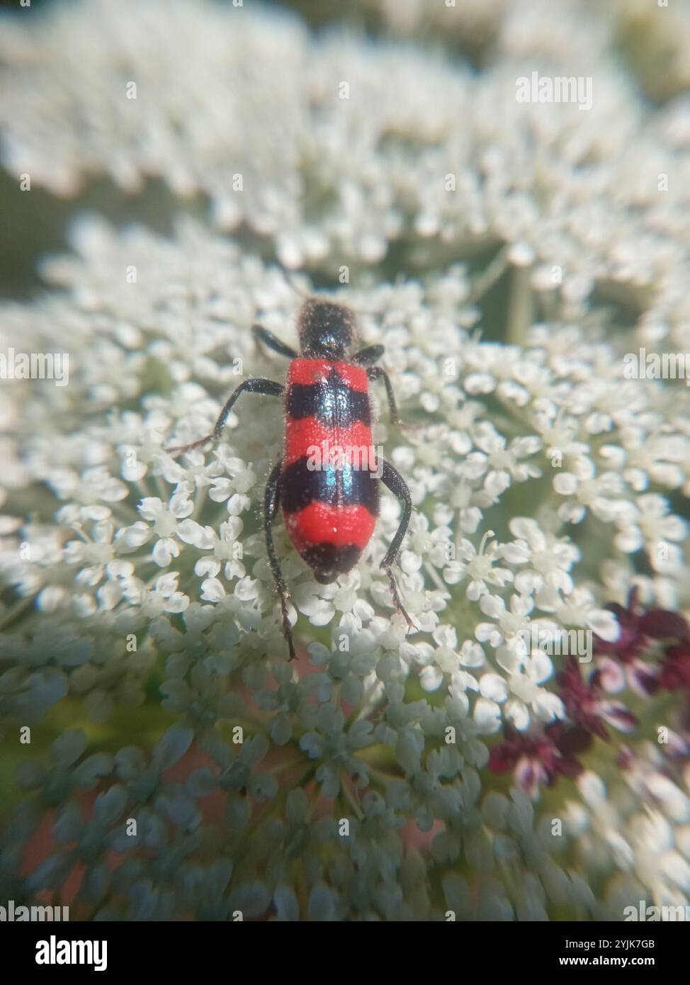 Bee-eating Beetle (Trichodes apiarius Stock Photo - Alamy