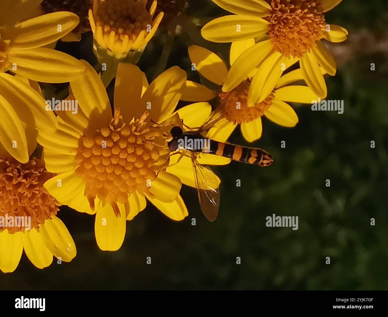 Common Globetail (Sphaerophoria scripta Stock Photo - Alamy