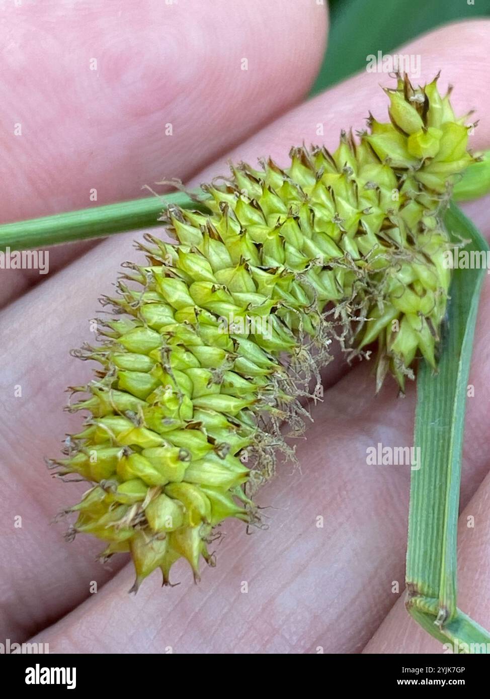 beaked sedge (Carex rostrata Stock Photo - Alamy