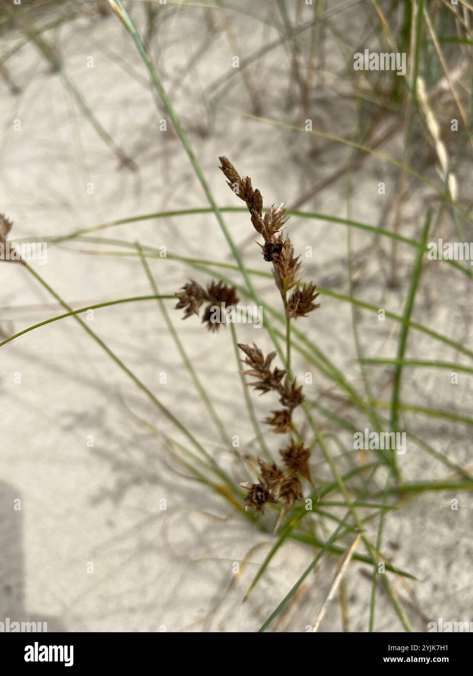 sand sedge (Carex arenaria Stock Photo - Alamy