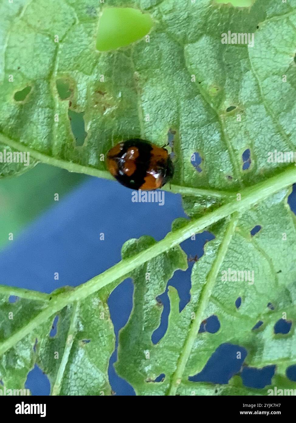 Two-spotted Lady Beetle (Adalia bipunctata Stock Photo - Alamy