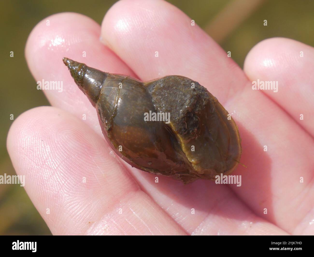 Great Pond Snail (Lymnaea stagnalis Stock Photo - Alamy
