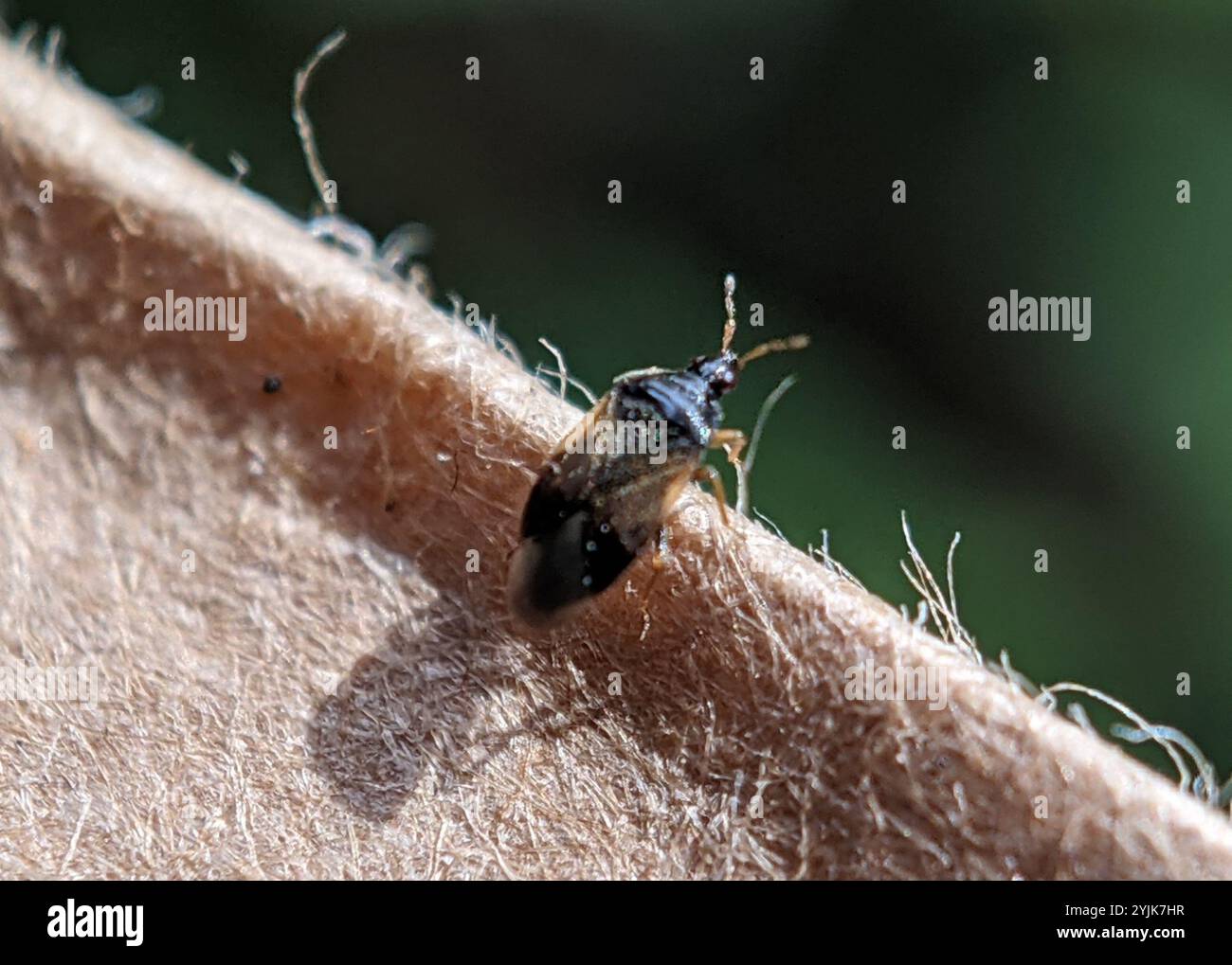 Minute pirate bugs (Anthocoridae Stock Photo - Alamy