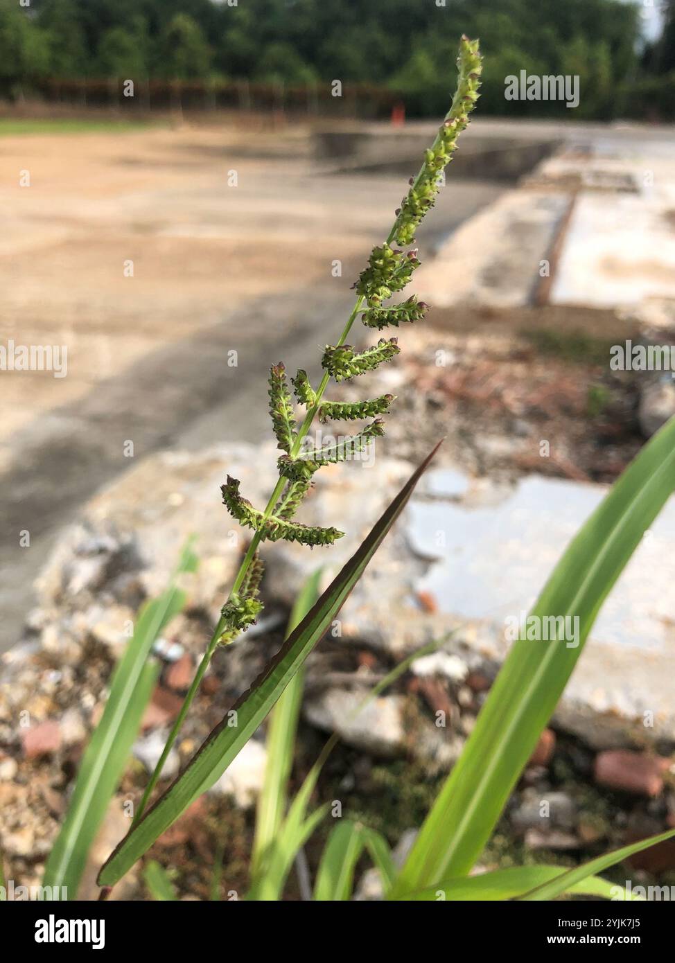 Jungle Rice (Echinochloa colonum Stock Photo - Alamy