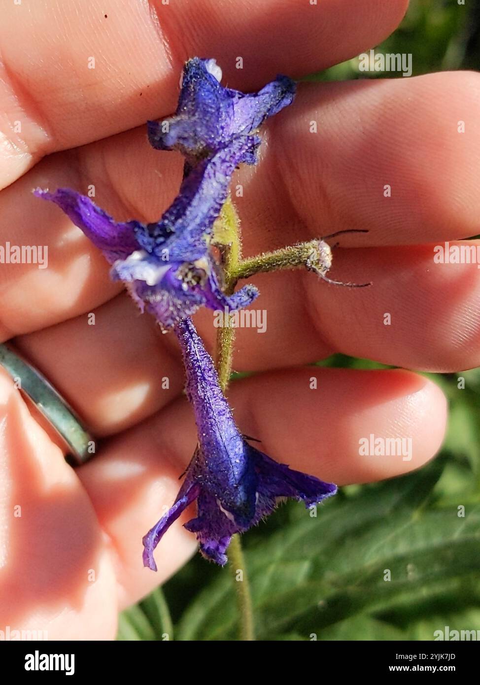 Subalpine Larkspur (Delphinium barbeyi Stock Photo - Alamy