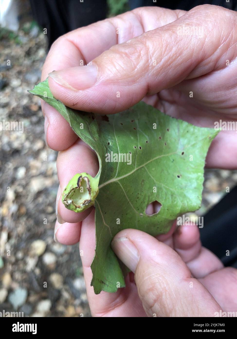 Cherubic Poplar Petiole-gall Aphid (Pemphigus obesinymphae Stock Photo ...