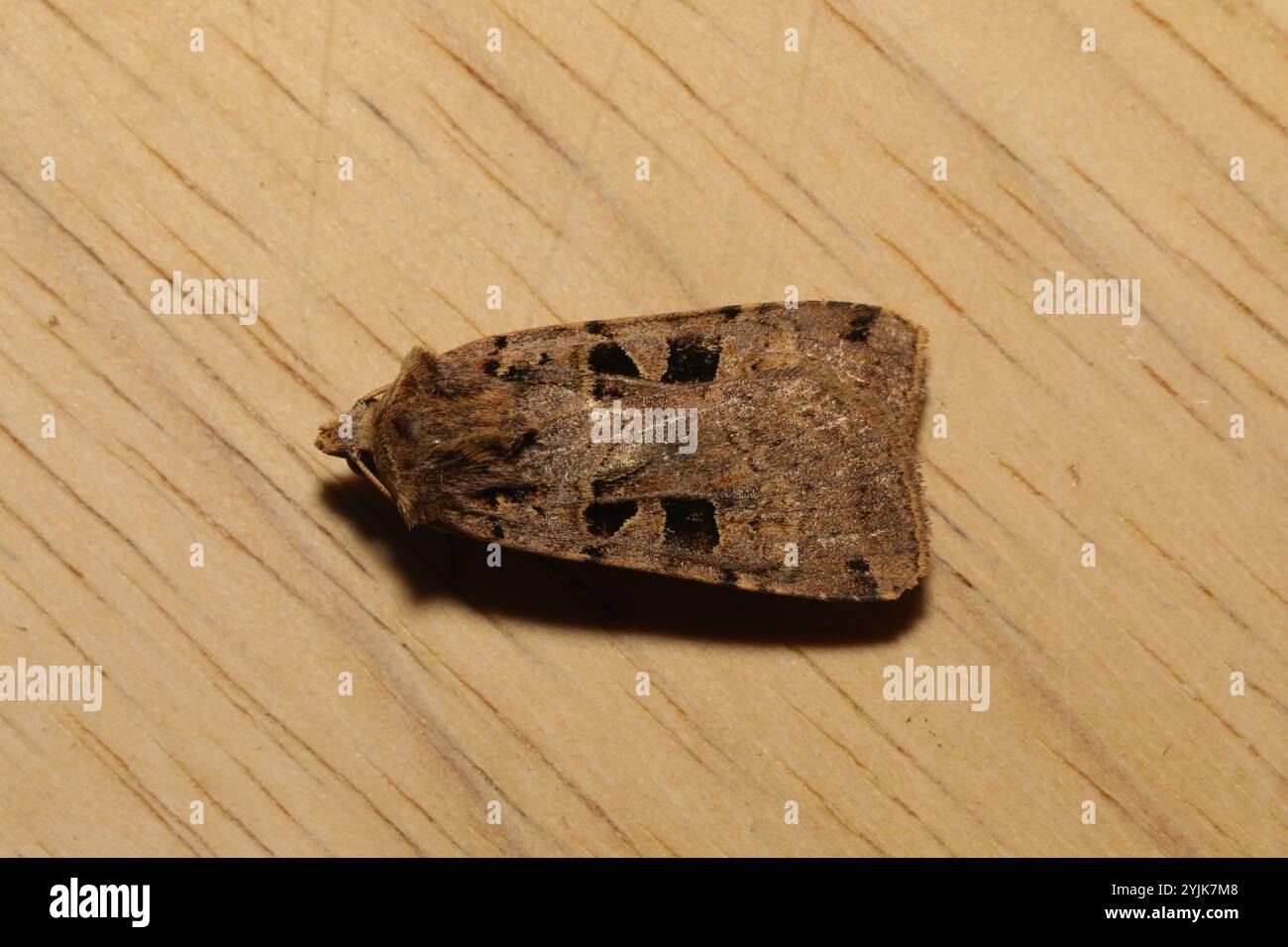 Double Square-spot (Xestia triangulum Stock Photo - Alamy