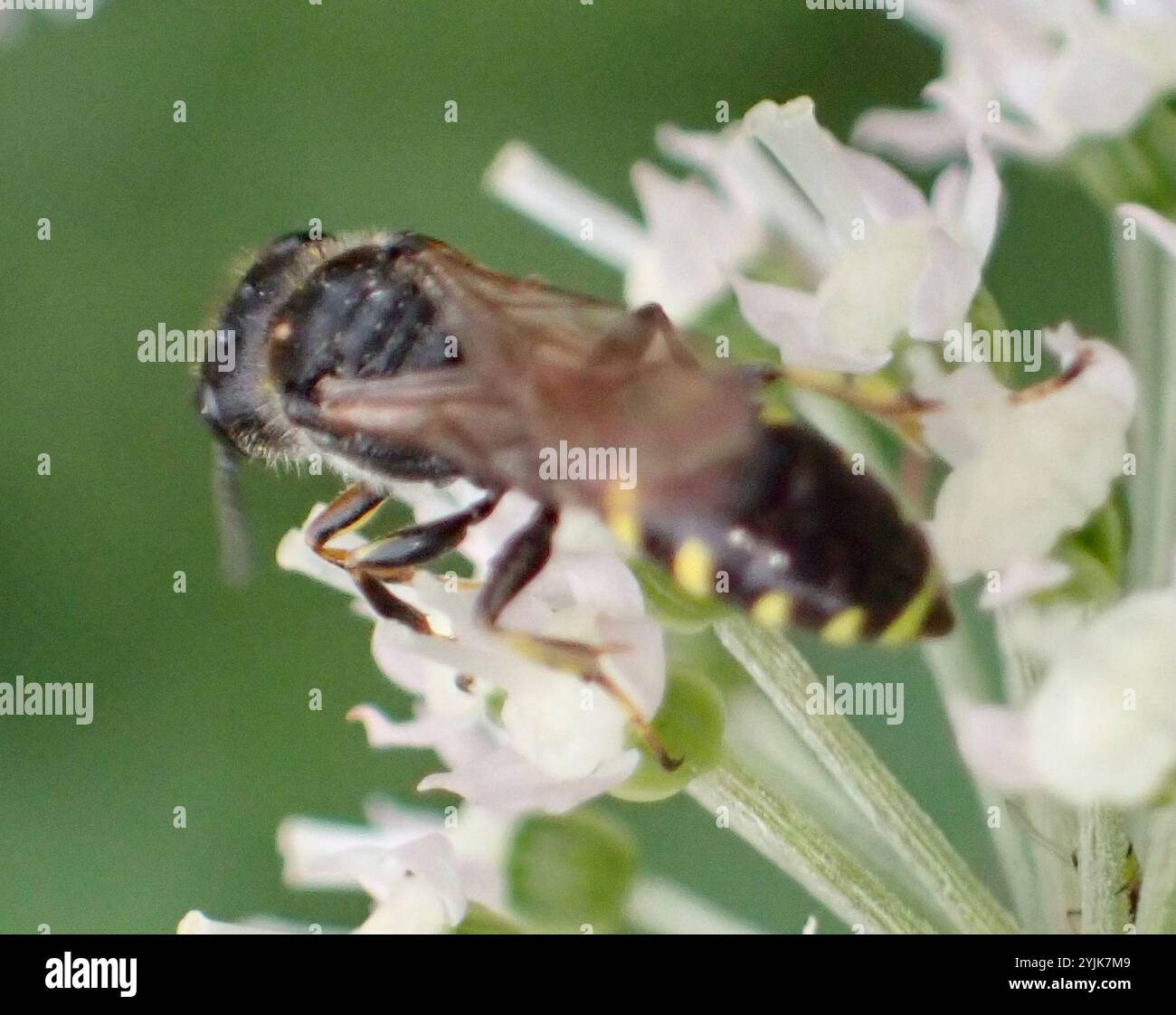 Common Ectemnius (Ectemnius continuus Stock Photo - Alamy
