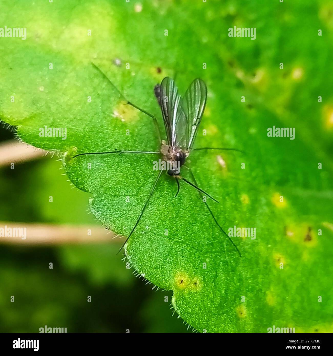 Fungus Gnats and Gall Midges (Sciaroidea Stock Photo - Alamy