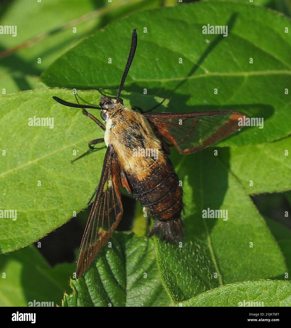 Snowberry Clearwing (Hemaris diffinis Stock Photo - Alamy