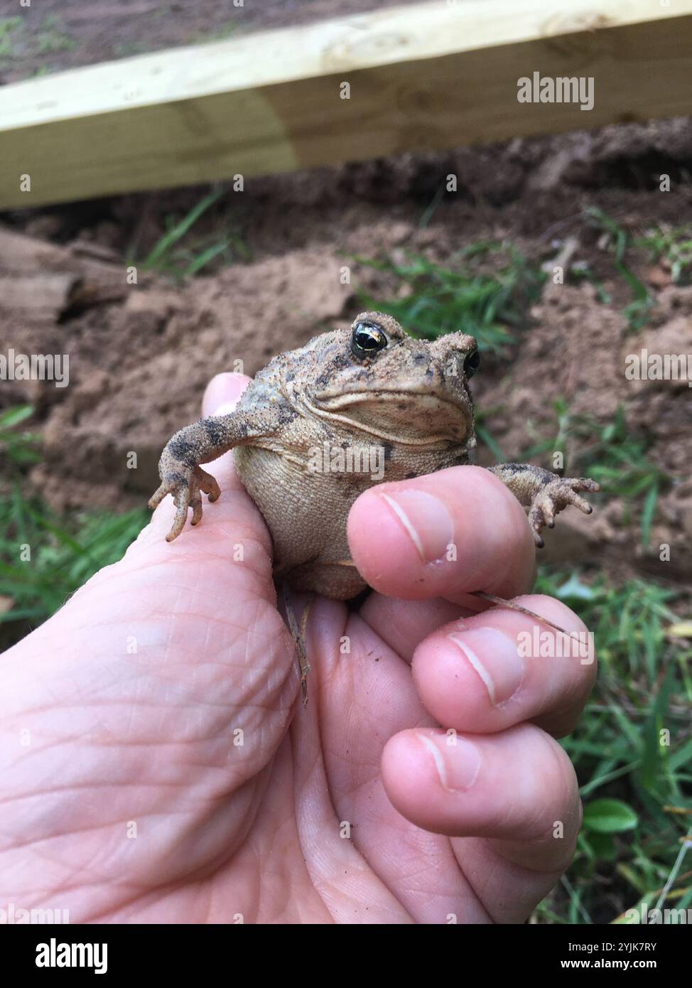 North American Toads (Anaxyrus Stock Photo - Alamy