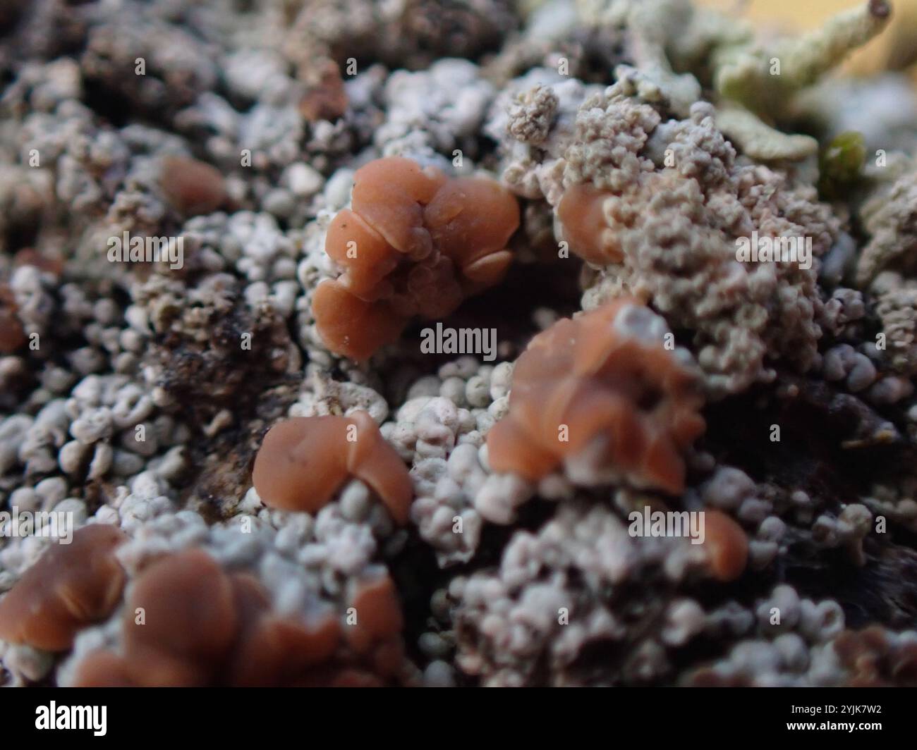 Granular Mottled-disk Lichen (Trapeliopsis granulosa Stock Photo - Alamy
