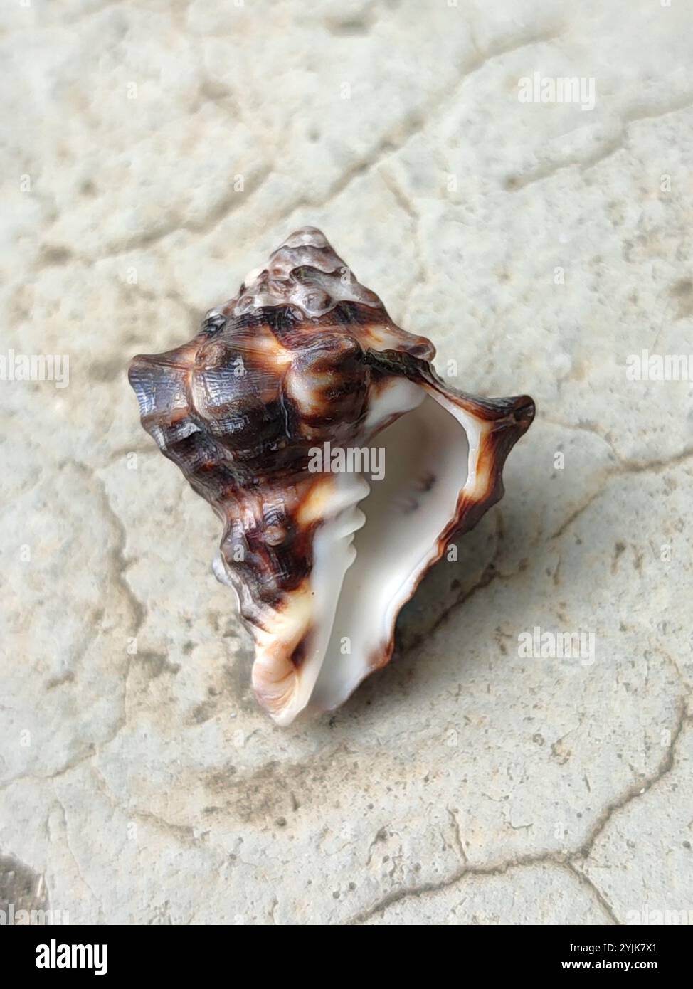 common Pacific vase (Vasum turbinellus Stock Photo - Alamy