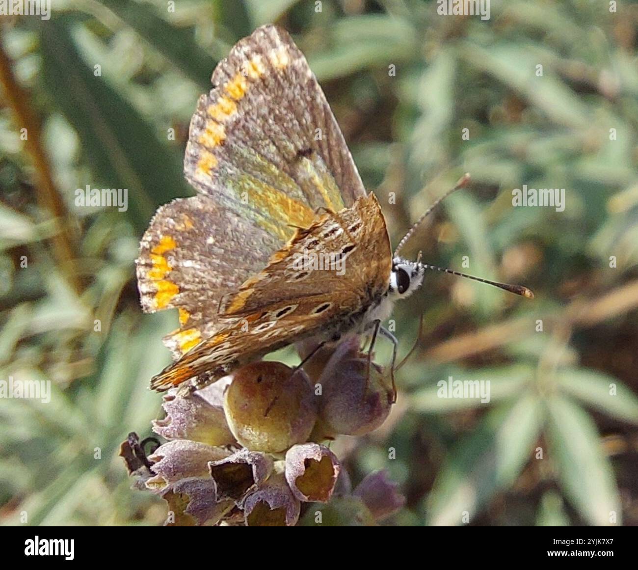 Southern Brown Argus (Aricia cramera Stock Photo - Alamy