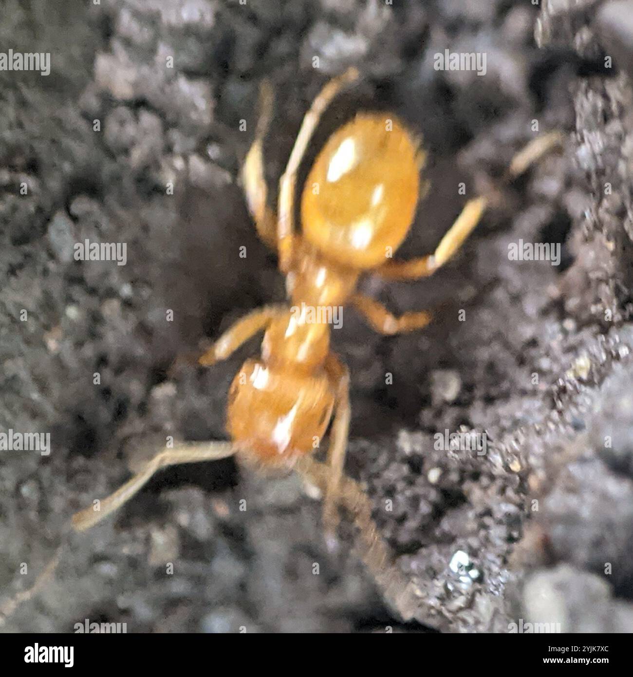 Acanthomyops hi-res stock photography and images - Alamy