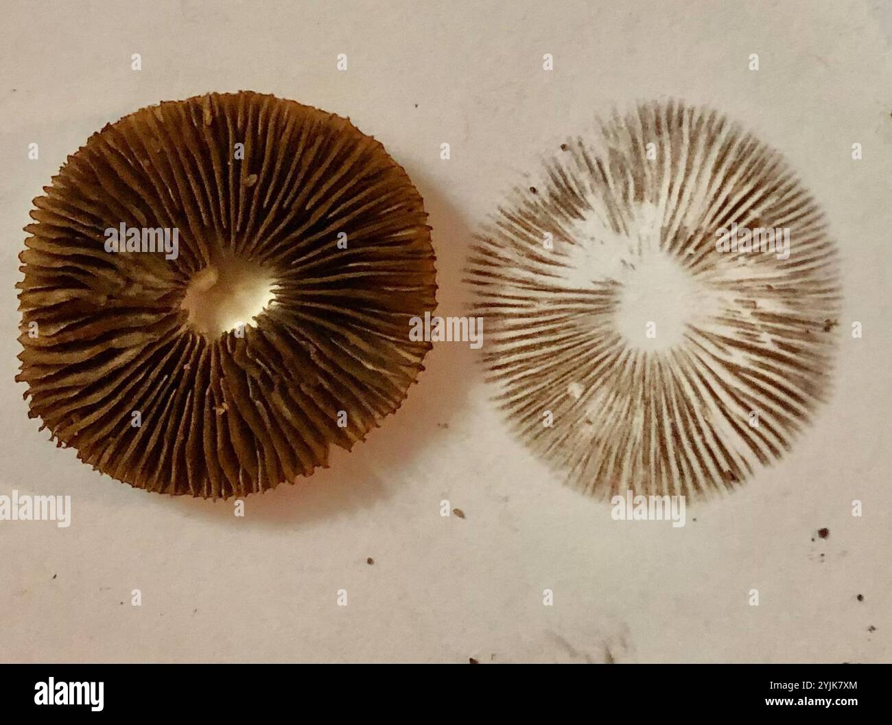 Common Fieldcap (Agrocybe pediades Stock Photo - Alamy