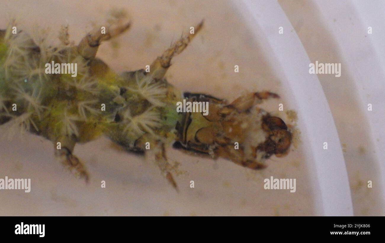 Hydropsyche hi-res stock photography and images - Alamy