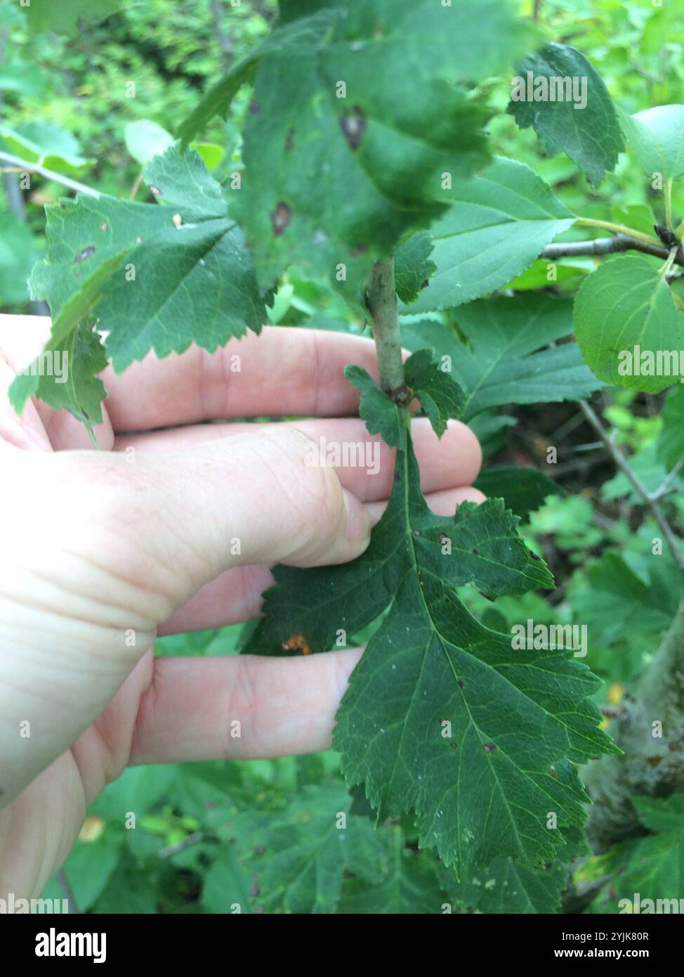 Caughnawaga hawthorn (Crataegus suborbiculata Stock Photo - Alamy