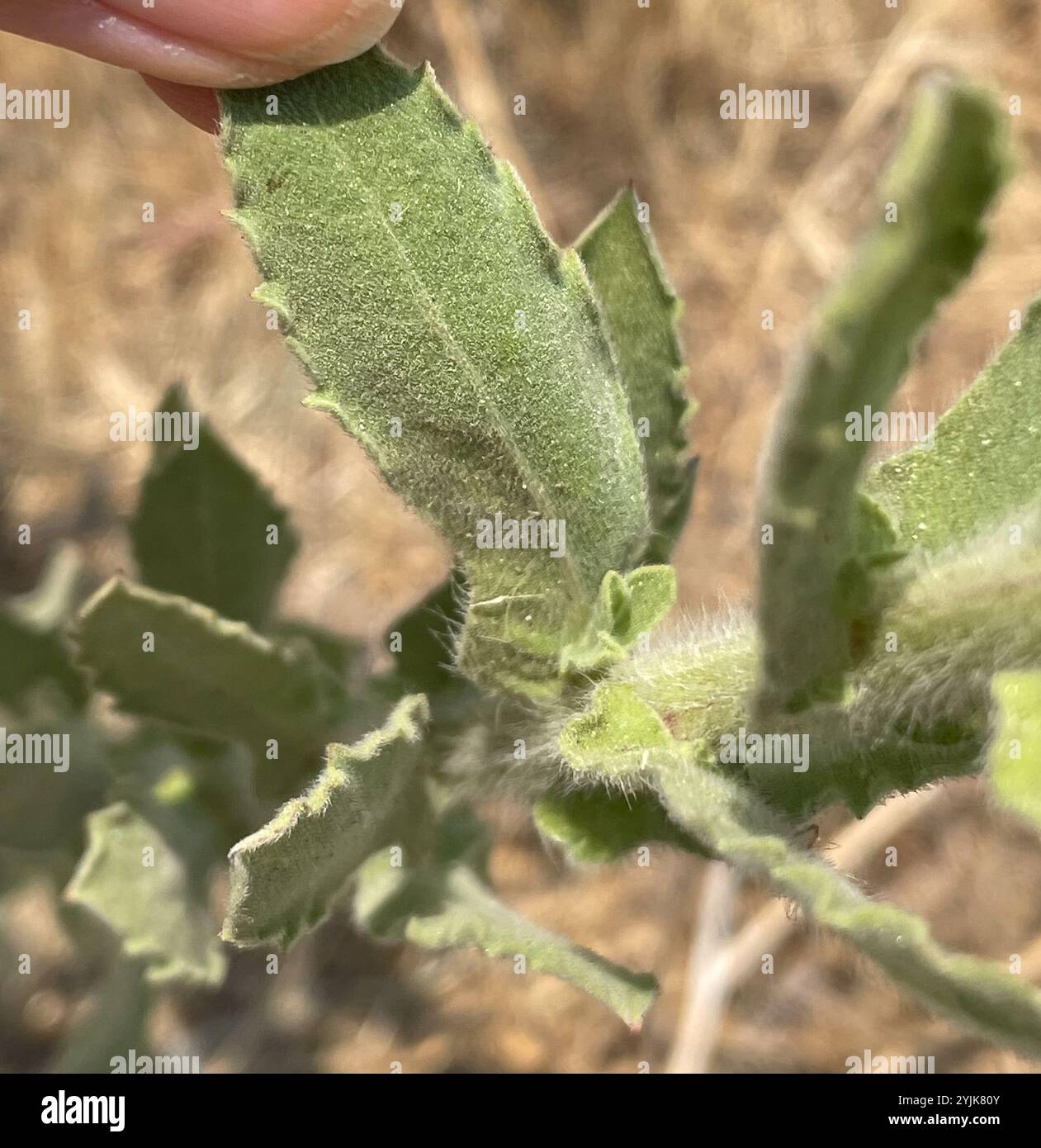Telegraphweed (Heterotheca grandiflora Stock Photo - Alamy
