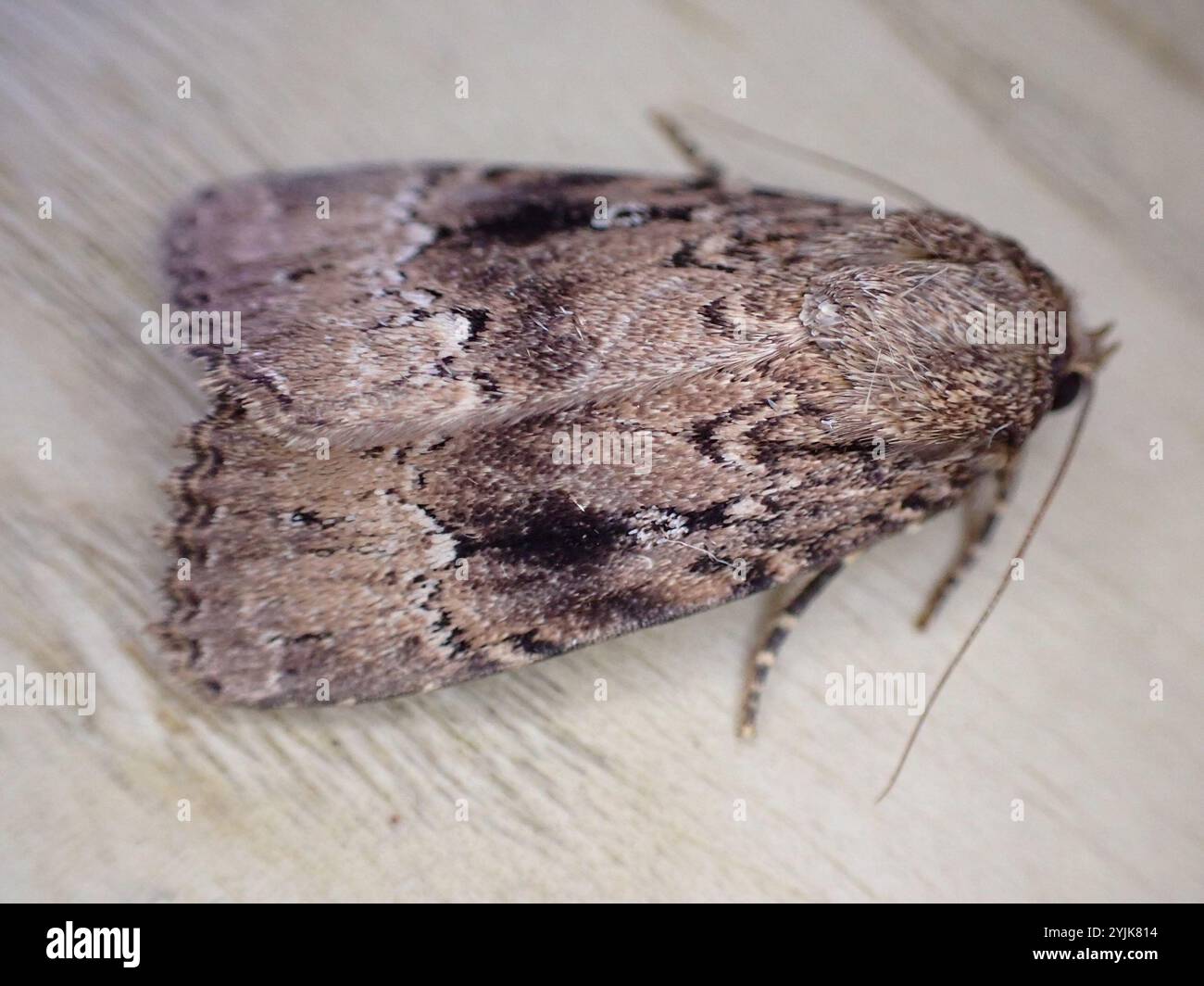 Eurasian Copper Underwing (Amphipyra pyramidea Stock Photo - Alamy