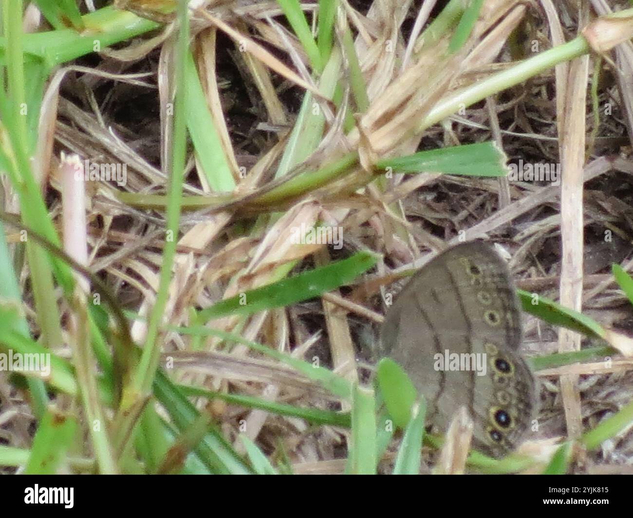 Carolina Satyr (Hermeuptychia sosybius Stock Photo - Alamy