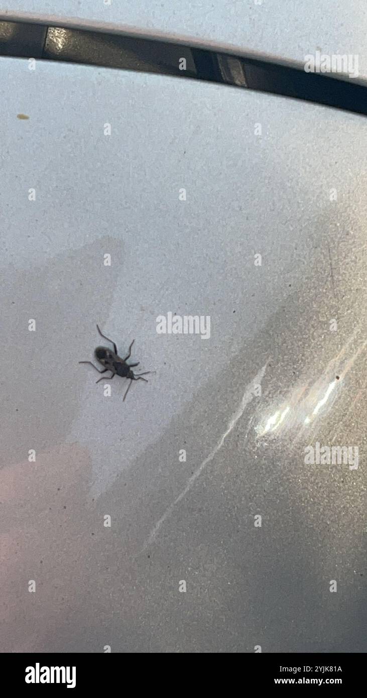 bright-spotted groundbug (Rhyparochromus vulgaris Stock Photo - Alamy