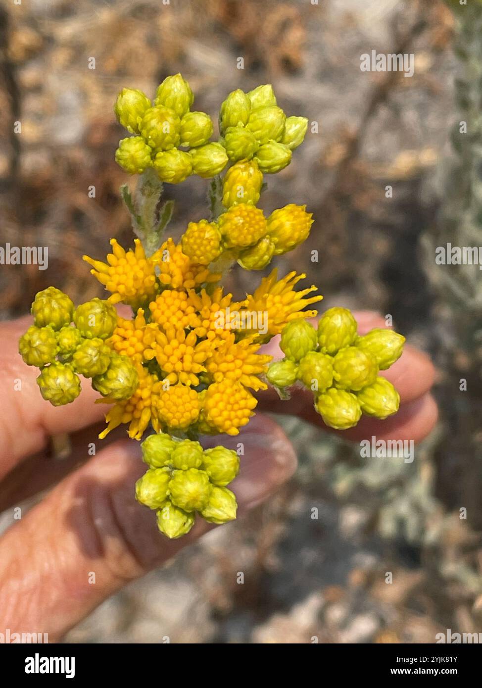 Coastal Goldenbush (Isocoma menziesii Stock Photo - Alamy