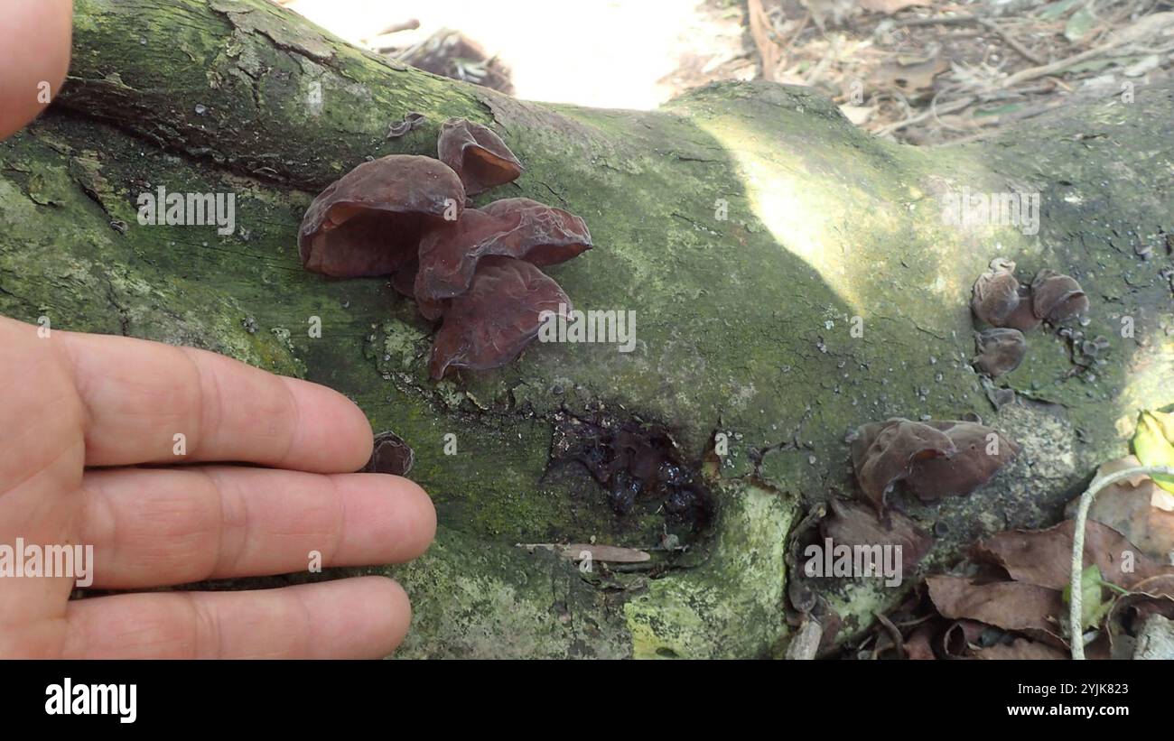Jelly Ear (Auricularia auricula-judae Stock Photo - Alamy
