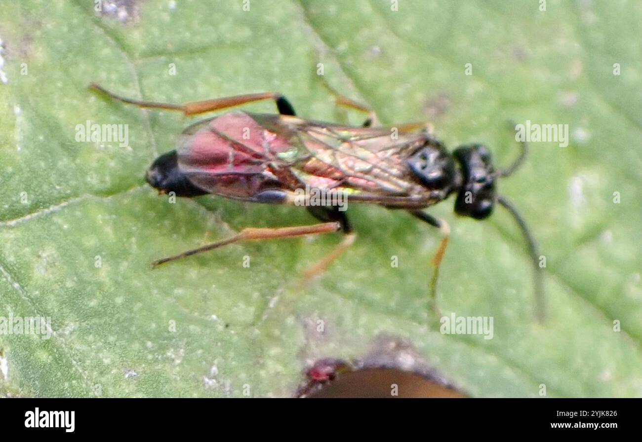 Curled Rose Sawfly (Allantus cinctus Stock Photo - Alamy