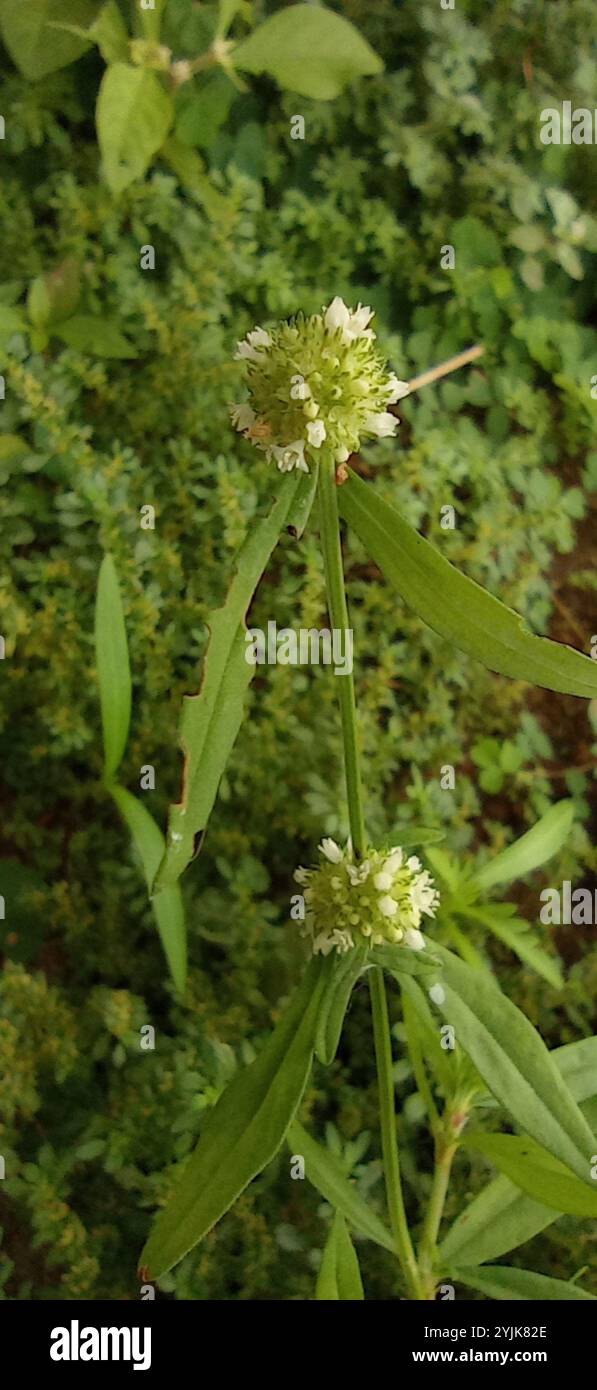 Shrubby false buttonweed spermacoce verticillata hi-res stock ...