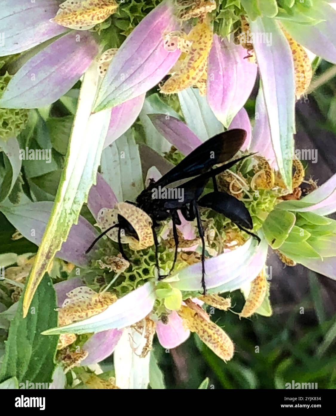 Great Black Digger Wasp (Sphex pensylvanicus Stock Photo - Alamy