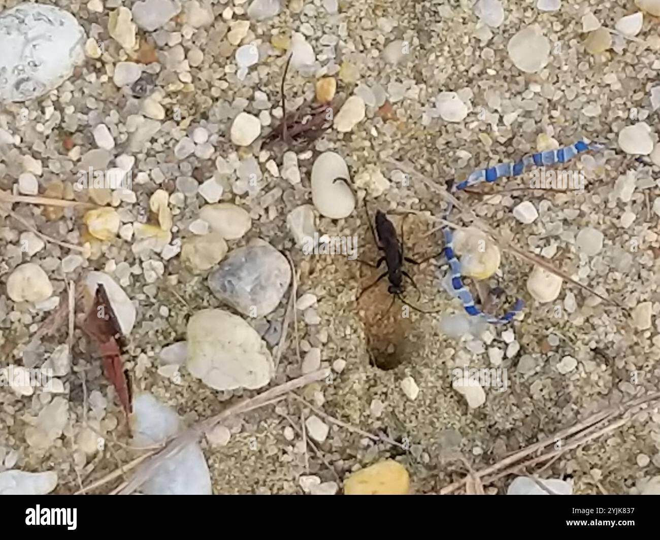 Blue-black Spider Wasps (Anoplius Stock Photo - Alamy