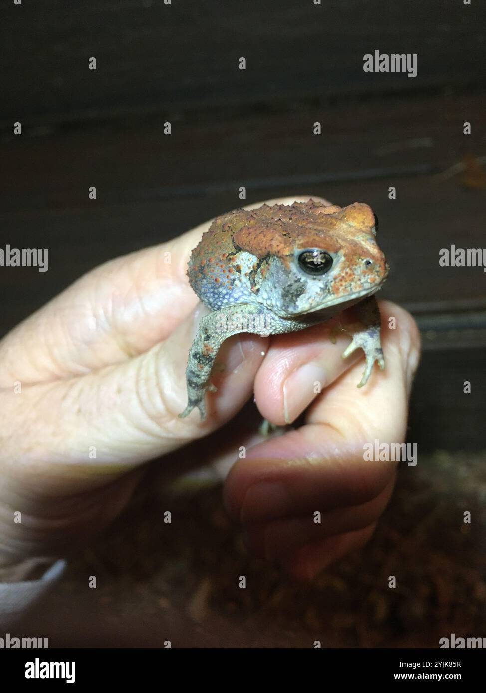 North American Toads (Anaxyrus Stock Photo - Alamy