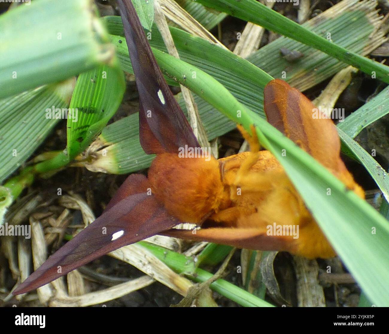 Southern Pink-striped Oakworm Moth (Anisota pellucida Stock Photo - Alamy