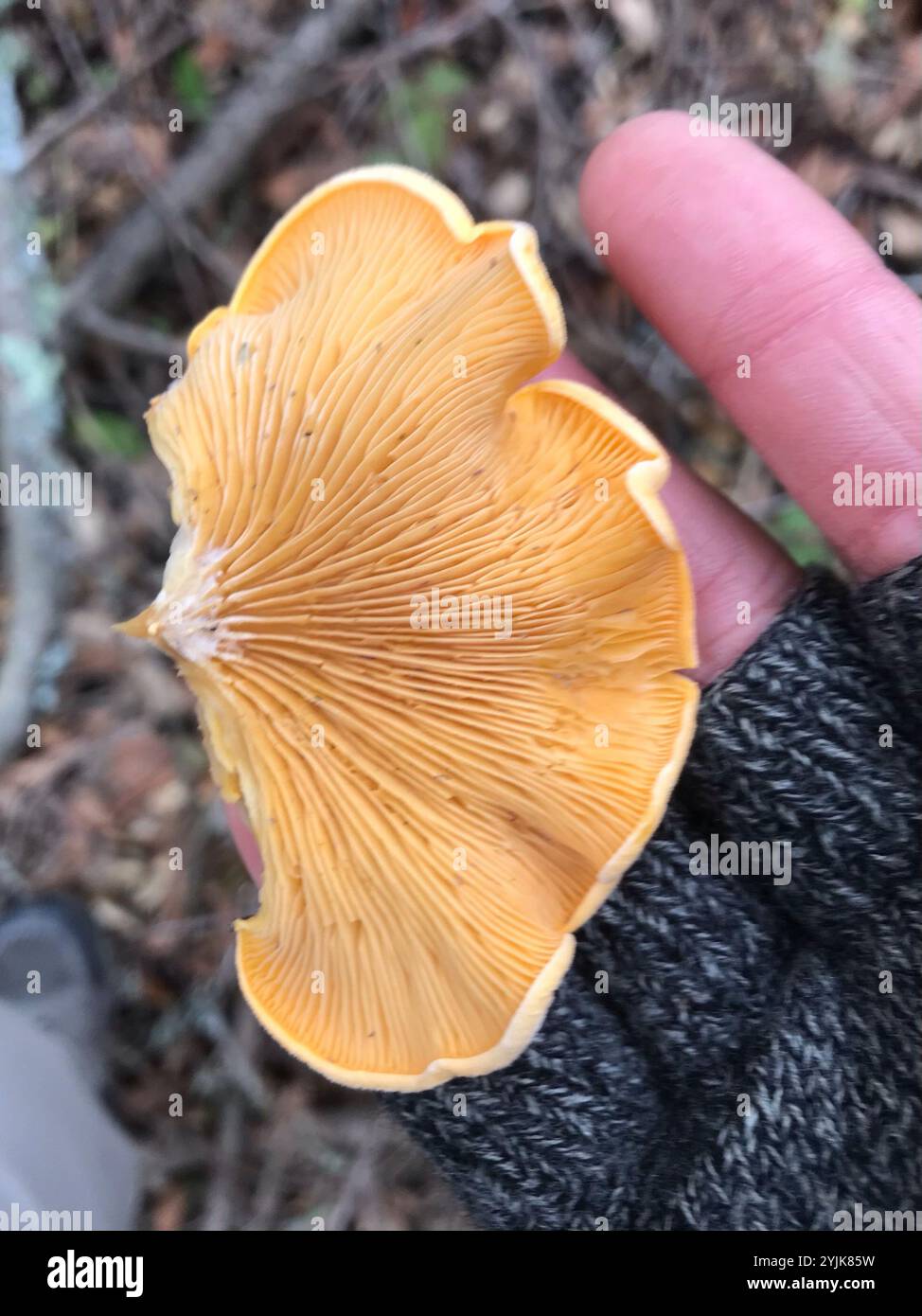 Stinking Orange Oyster (Phyllotopsis nidulans Stock Photo - Alamy
