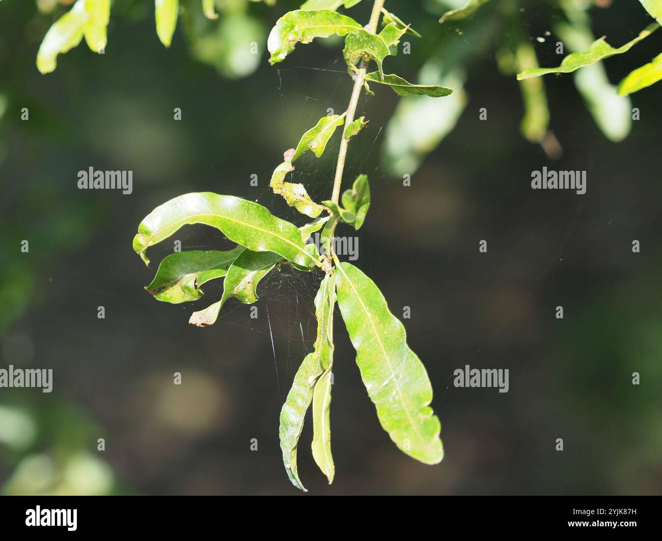 willow oak (Quercus phellos Stock Photo - Alamy
