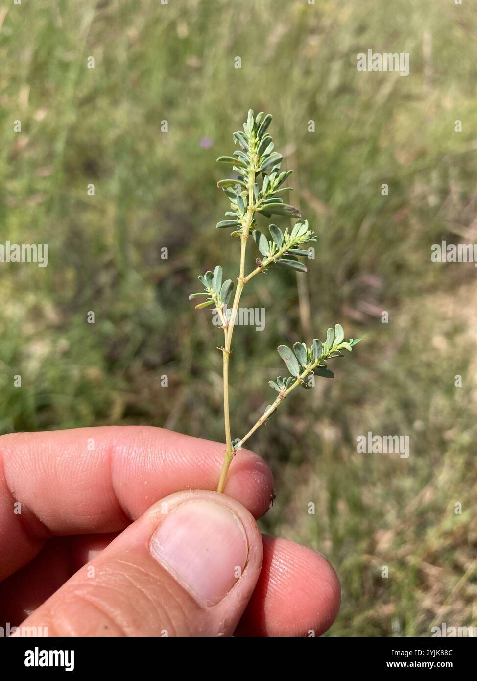 Thymeleaf Sandmat (Euphorbia serpillifolia Stock Photo - Alamy