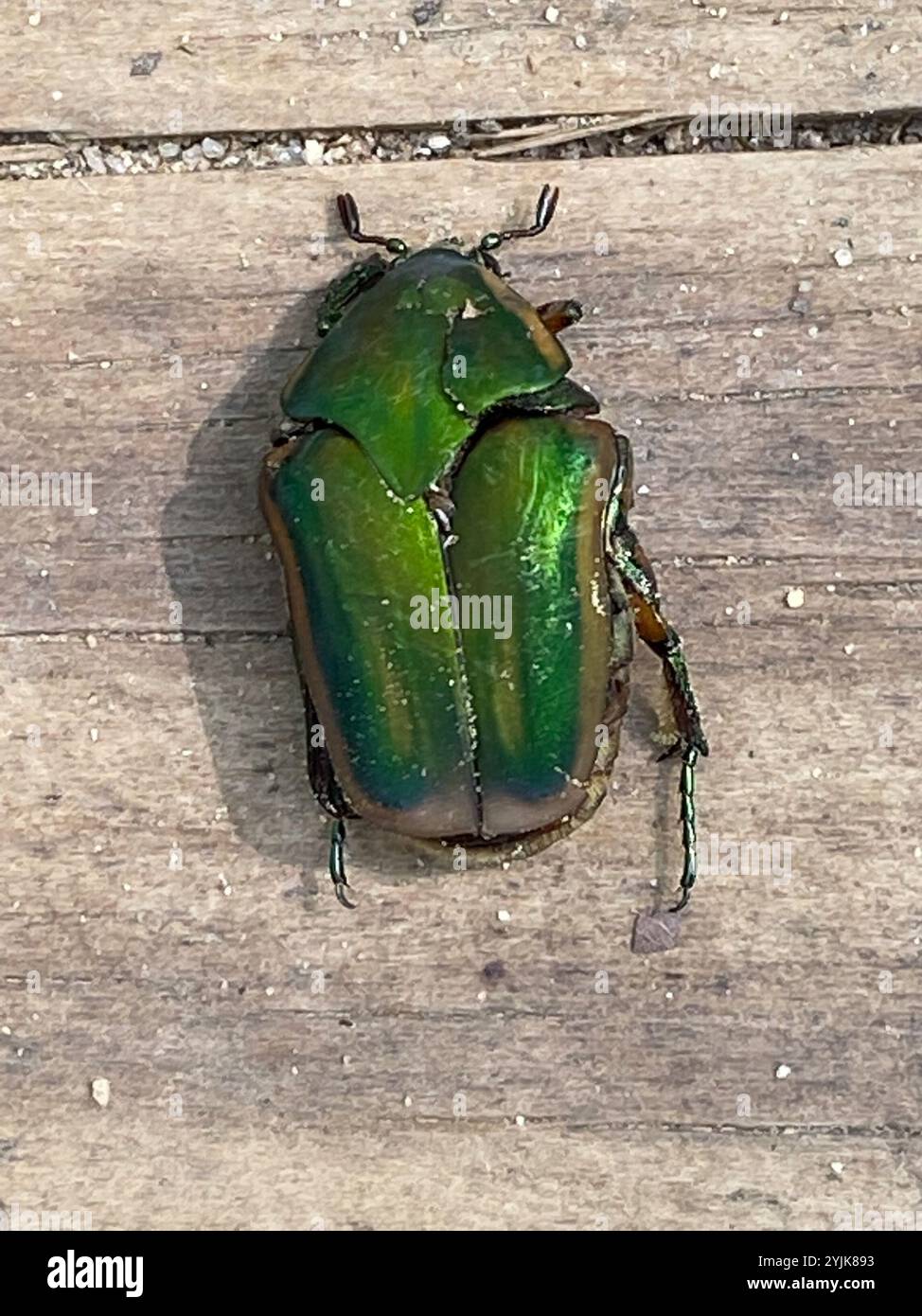 Common Green June Beetle (Cotinis nitida Stock Photo - Alamy