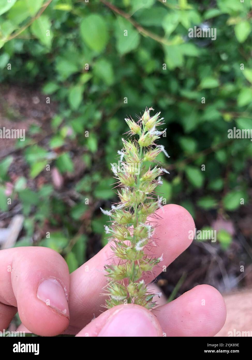 Southern Sandbur (Cenchrus echinatus Stock Photo - Alamy